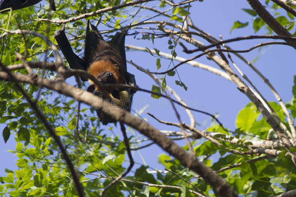 Terrible flying fox stock image. Image of death, night - 109652807