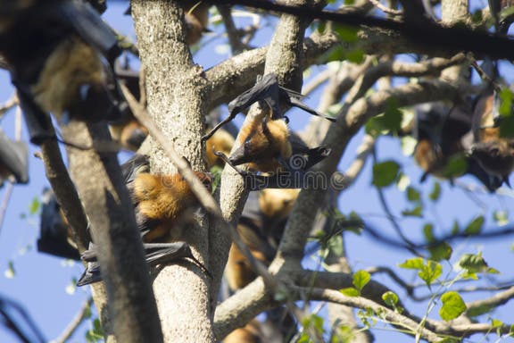 Terrible flying fox stock photo. Image of night, pteropus - 109652868