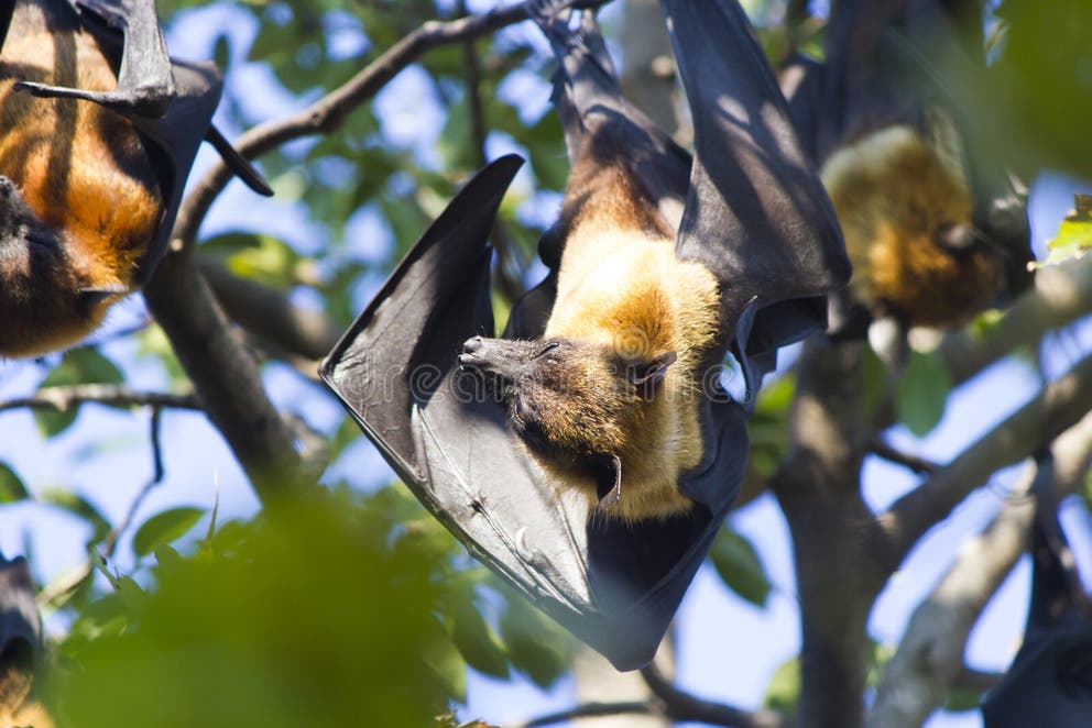 Terrible flying fox stock photo. Image of grey, head - 109652976