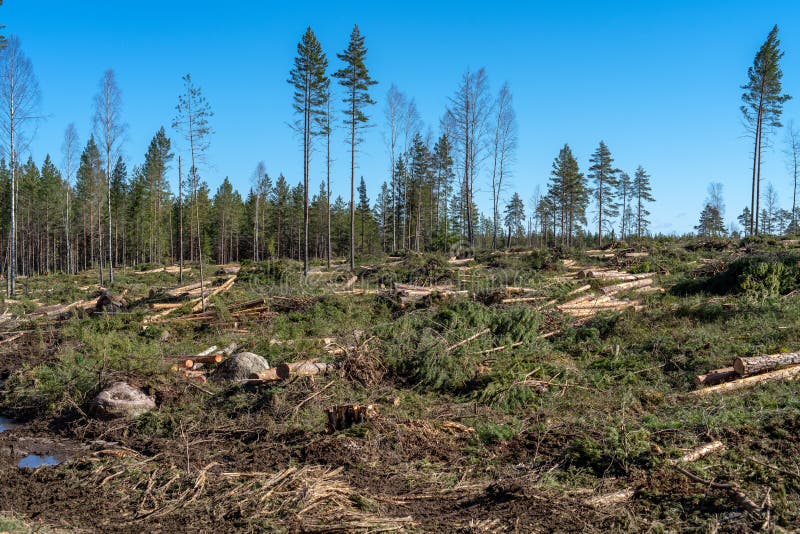 Swedish deforestation stock photo. Image of deforestation - 15946598