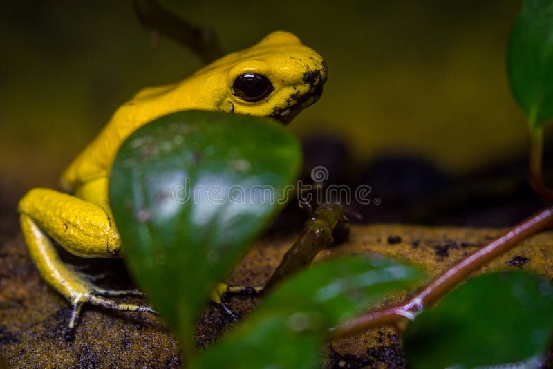 Terrible Poison Dart Frog (Phyllobates Bilis) Stock Image - Image of ...