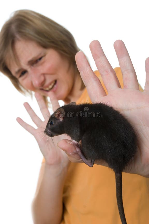 Terrible rat stock photo. Image of animal, facial, furious - 3400222