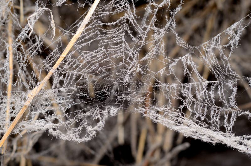 Terrible Spider Web in the Barn Stock Photo - Image of halloween ...