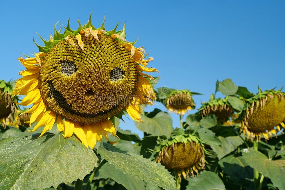 Terrible Sunflower. Scary Sunflower Muzzle with Devil Smile Stock Image ...
