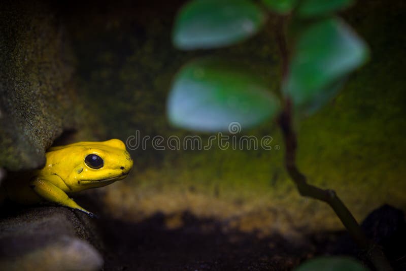 Terrible Poison Dart Frog (Phyllobates Bilis) Stock Image - Image of ...