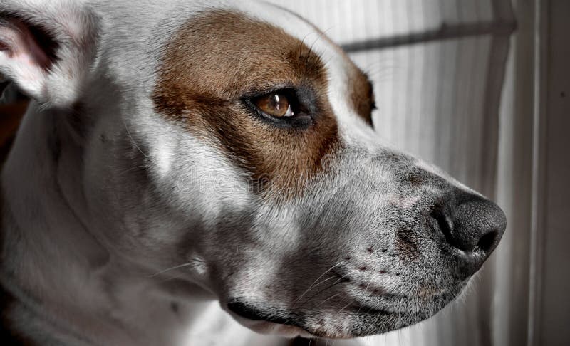 Terrier Americano De Staffordshire Bull Foto de archivo - Imagen de ...