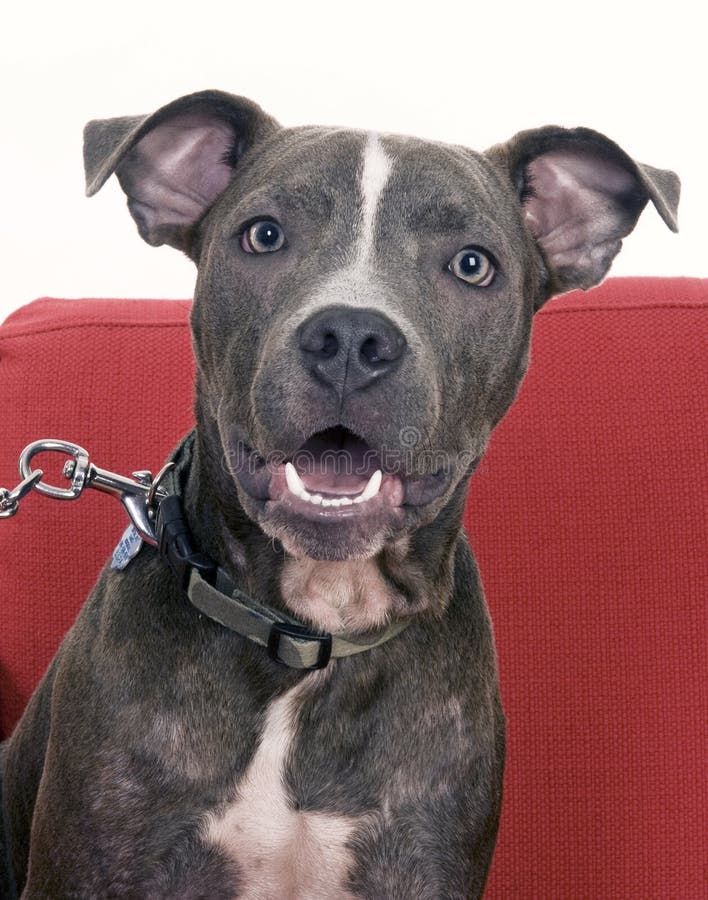 Terrier Azul Americano Del Pitbull Imagen de archivo - Imagen de ...