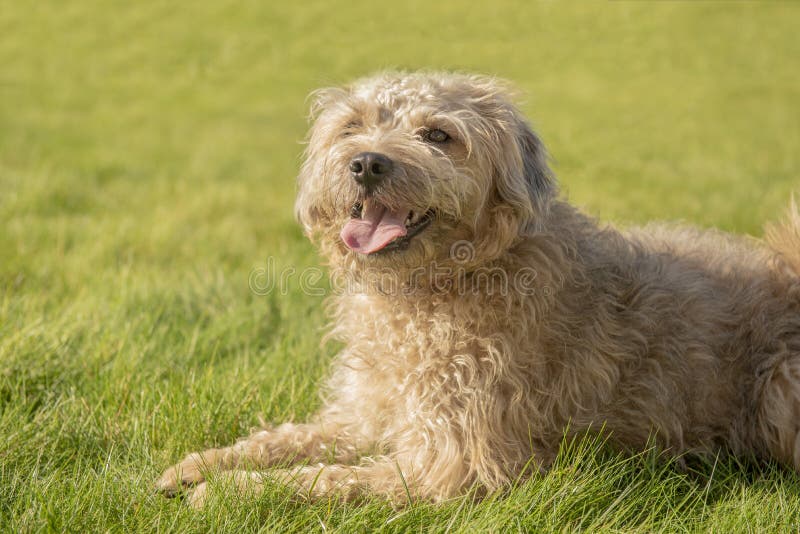Terrier Cross Puppy Laying on Grass Stock Image - Image of pets, mammal ...