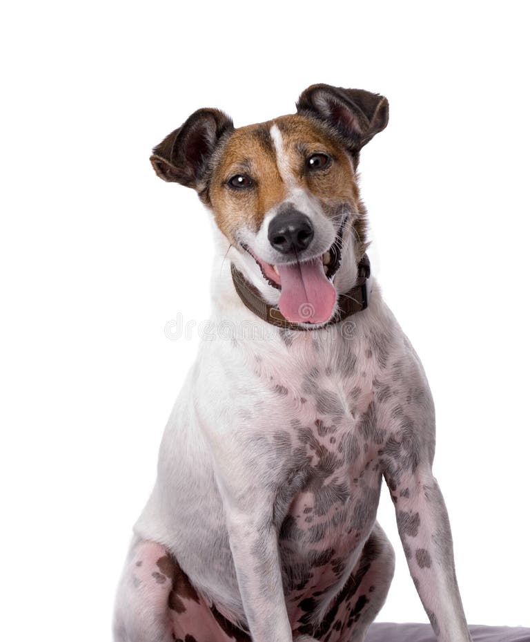 25,379 Fondo Blanco De Zorro Pequeño Fotos de stock - Fotos libres de ...