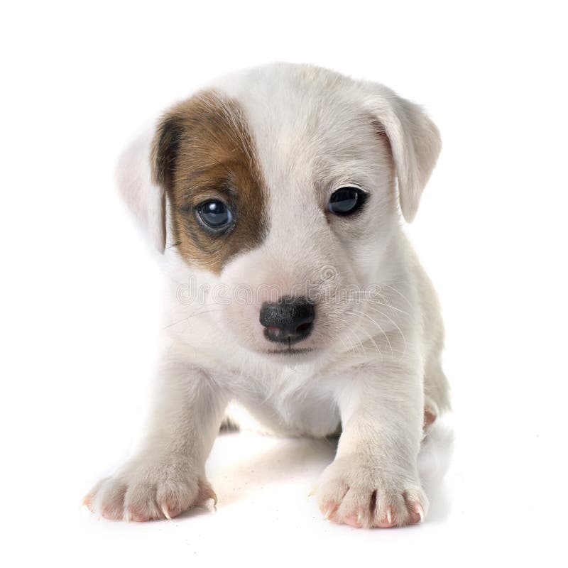 Terrier De Jack Russel Do Filhote De Cachorro Foto de Stock - Imagem de ...