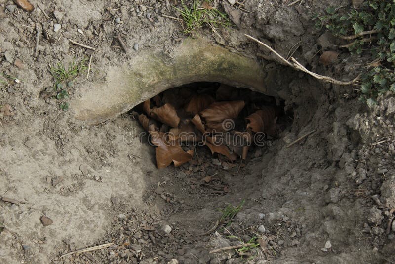 Terrier de lapin image stock. Image du lièvres, vert - 52278621