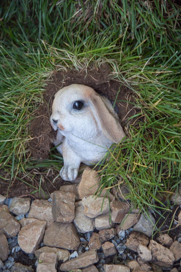 Un terrier de lapin image stock. Image du faune, lapins - 106564991