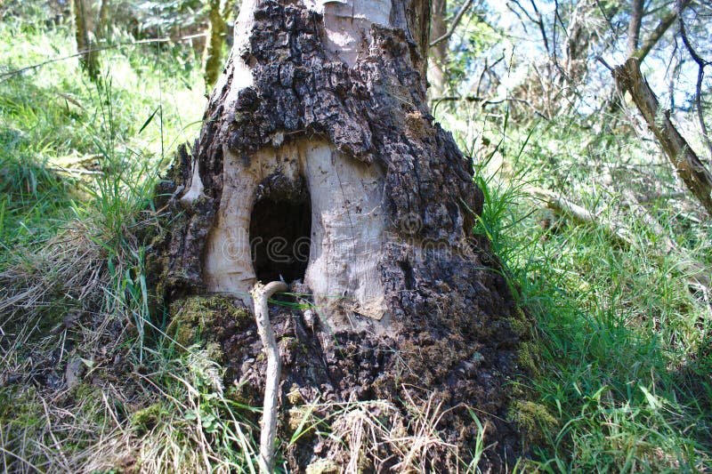Un terrier de lapin image stock. Image du faune, lapins - 106564991