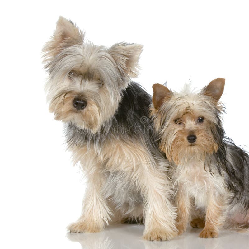 Terrier de Yorkshire foto de archivo. Imagen de gris, casta - 2314636