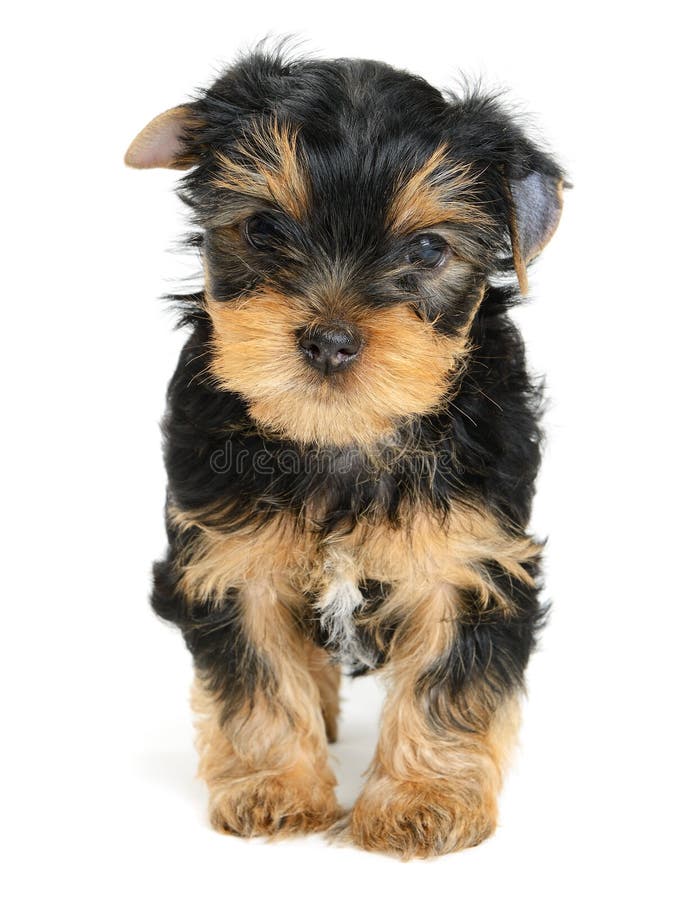 Terrier de Yorkshire foto de archivo. Imagen de negro - 14671816