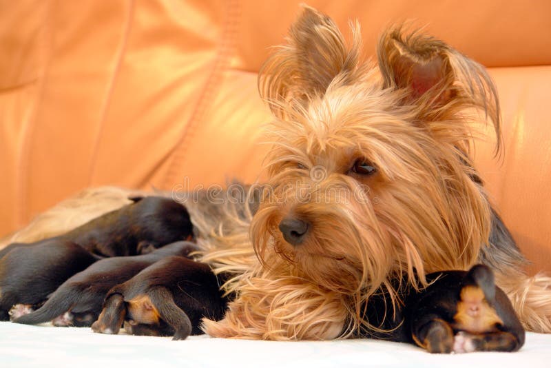 Perrito Del Bebé Del Terrier De Yorkshire Imagen de archivo - Imagen de ...