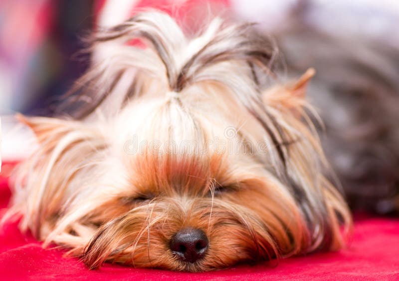 Terrier De Yorkshire Del Perrito Imagen de archivo - Imagen de retrato ...