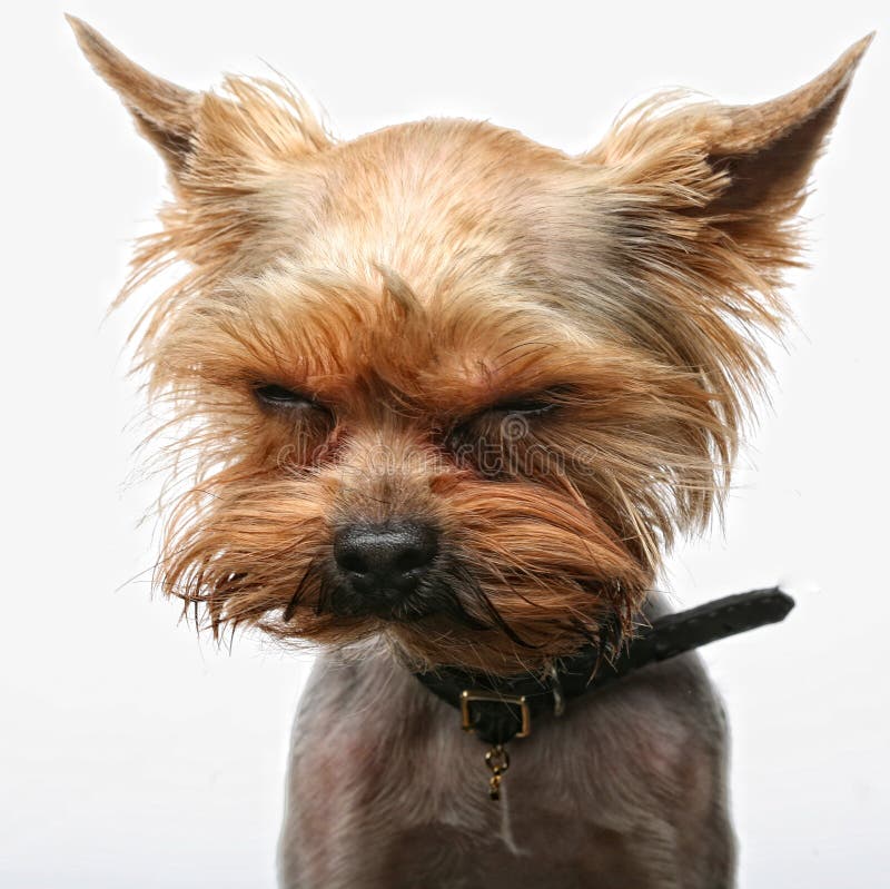 Terrier De Yorkshire Do Filhote De Cachorro Foto de Stock - Imagem de ...