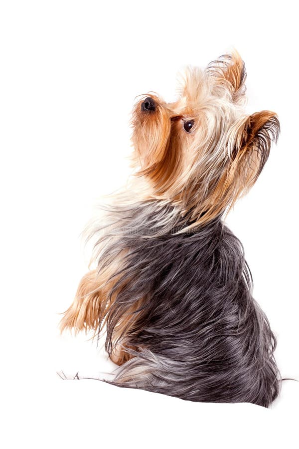 Terrier De Yorkshire No Branco Imagem de Stock - Imagem de nave, pele ...
