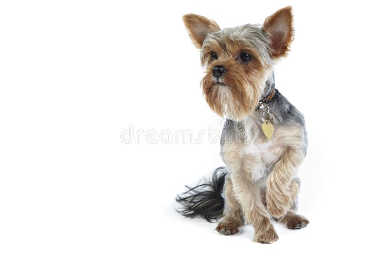 Terrier De Yorkshire No Branco Foto de Stock - Imagem de animais, grupo ...