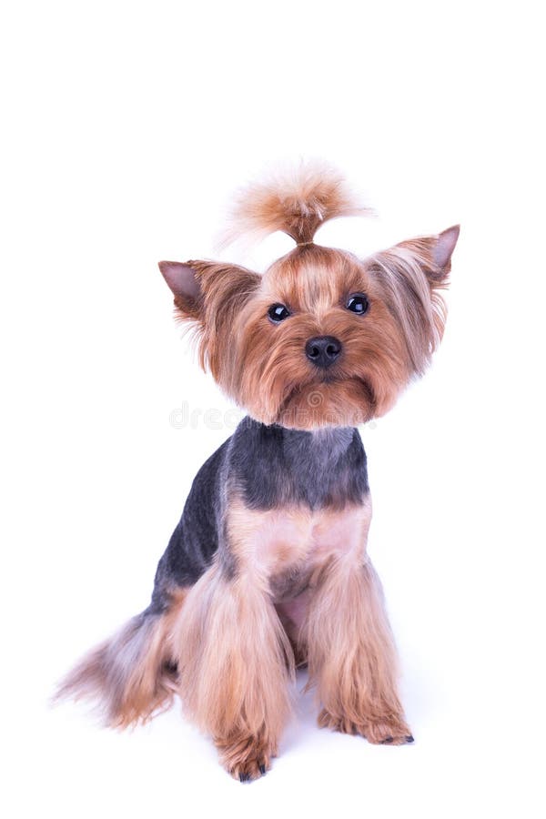Terrier De Yorkshire No Fundo Branco Foto de Stock - Imagem de fofofo ...