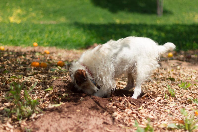 Terrier Digging stock photo. Image of hunt, dirt, terrier - 56429064