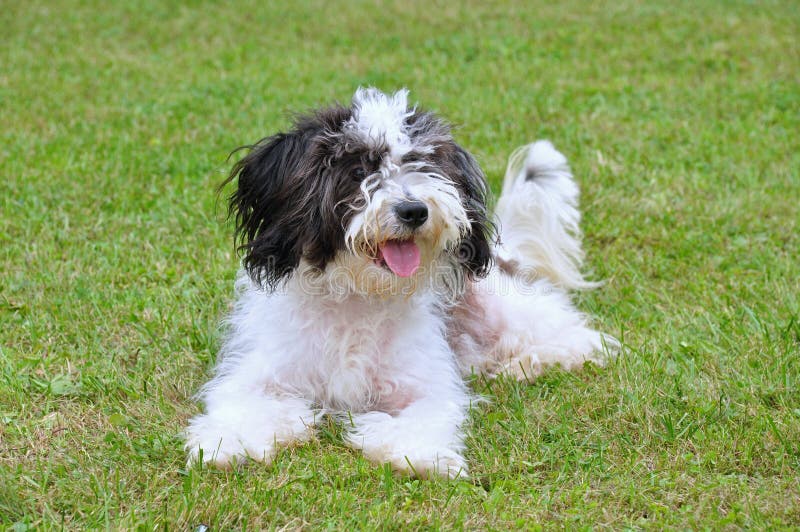 Chinese crested dog puppy stock photo. Image of face, park - 2711340
