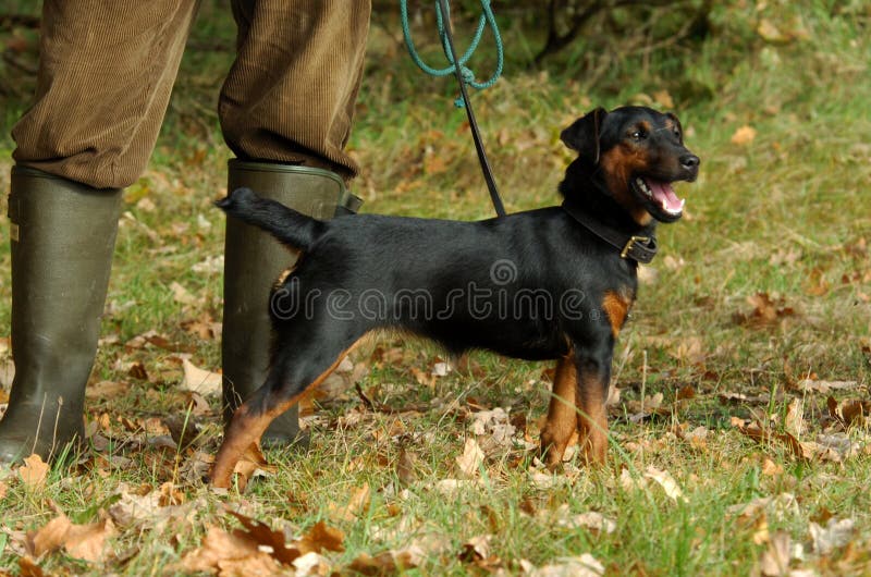 Jagdterrier (German Hunt Terrier) Stock Image - Image of german ...