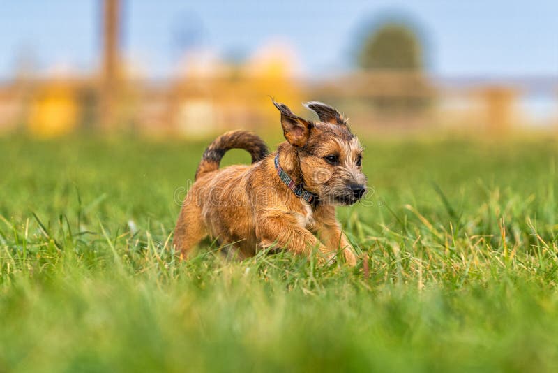 Terrier Dog in the Grass on a Farm Stock Photo - Image of dogs, cascade ...