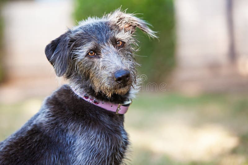 Scruffy Dog stock photo. Image of terrier, shaggy, mixed - 3975956