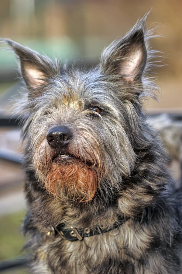 Terrier Dog stock image. Image of crossbreed, fluffy - 38586861
