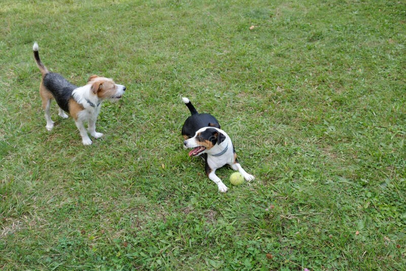 Terrier Dogs Playing with a Tennis Ball Stock Photo - Image of puppy ...