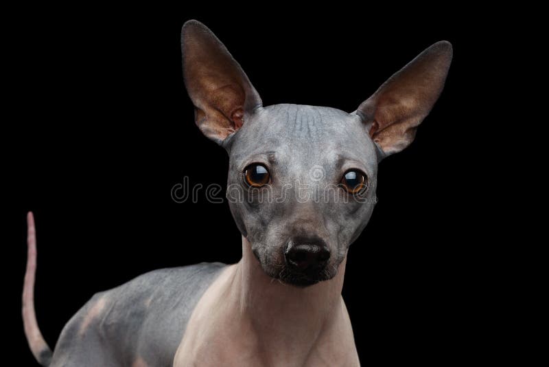 Terrier glabro americano fotografia stock. Immagine di interno - 98939386