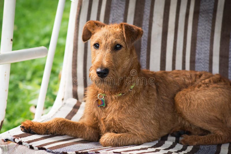 Terrier Irlandese Rosso Cane, Animale Domestico Immagine Stock ...