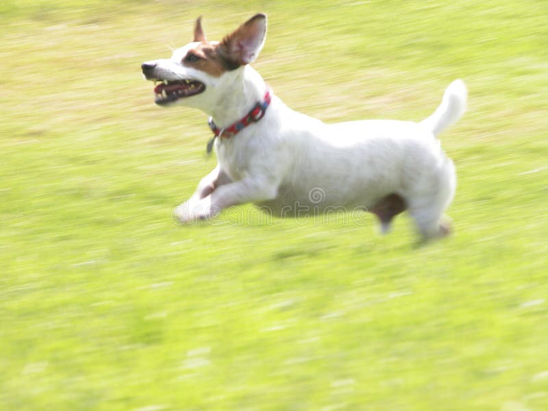 Terrier JRT Jacob De Jack Russell Que Funciona 01 Imagem de Stock ...