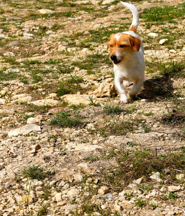 Terrier Ranch dog stock image. Image of think, dachshund - 112151227