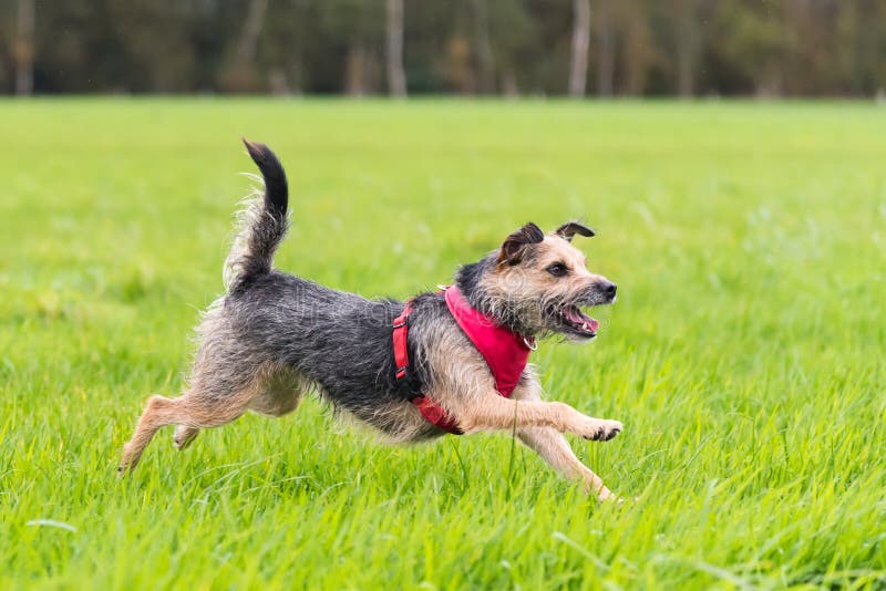 Terrier Running Across Field Looking Happy Stock Photo - Image of ...