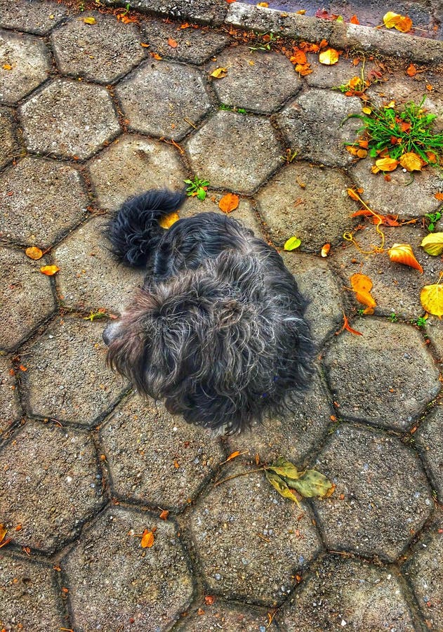 Terrier street dog stock photo. Image of footway, pavement - 114149836