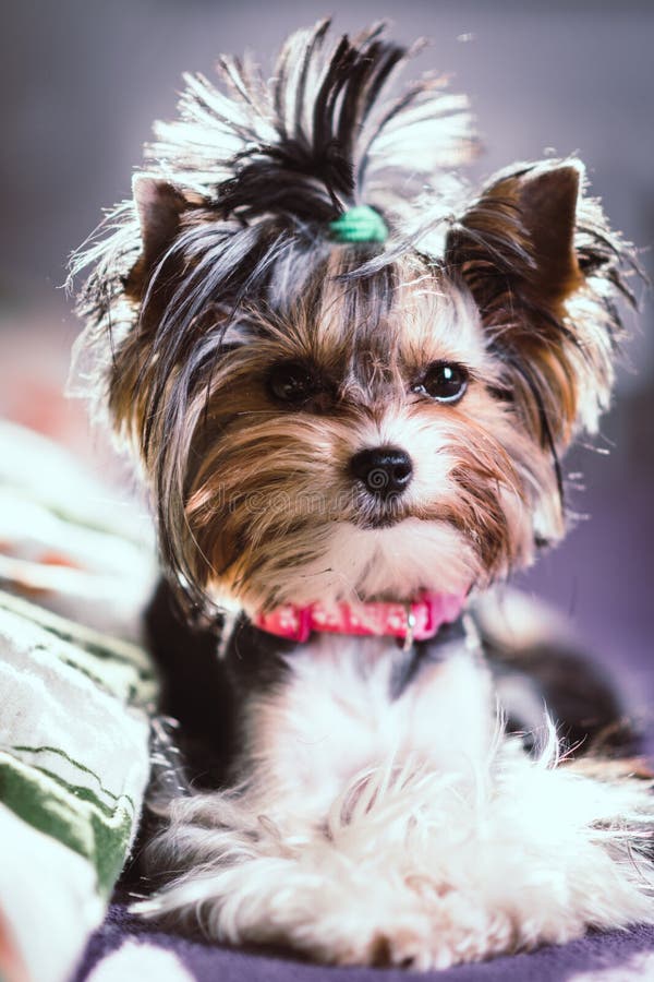 Terrier yorkshire biewer стоковое фото. изображение насчитывающей ...
