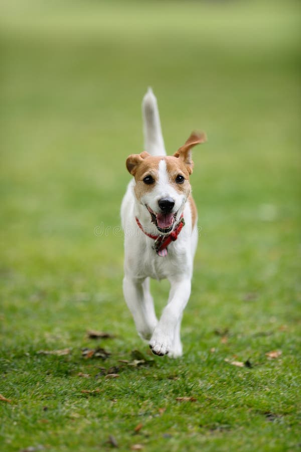 Pastor Jack Russell Im Roten Wintermantel Stockfoto - Bild von ...