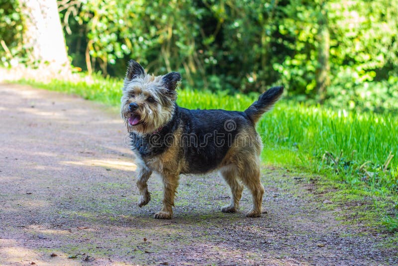 Terriers Day Out stock photo. Image of dogs, enjoying - 132160698