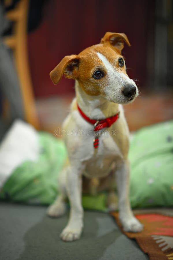 Terriersitzen Pastorjack-Russell Stockbild - Bild von charakteristisch ...