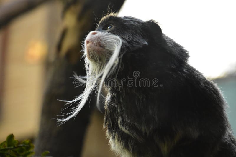 Terrific Capture of an Emperor Tamarin Monkey Stock Photo - Image of ...