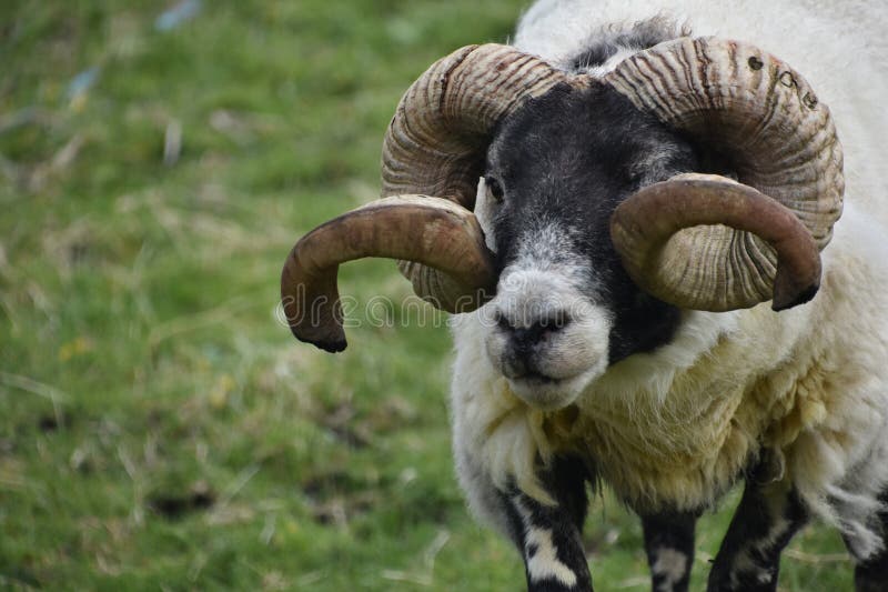 Terrific Close Up of a Blackfaced Sheep Stock Photo - Image of ...