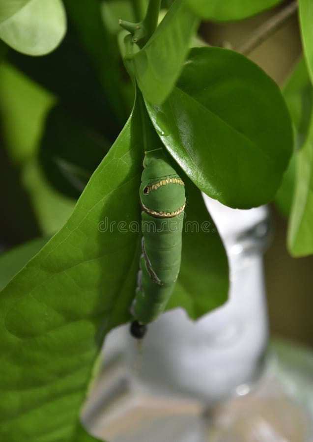 Terrific Close Up of a Green Caterpillar on a Leaf Stock Image - Image ...