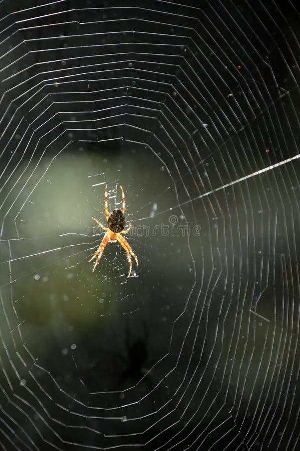 Great Look at a Spider in a Spider Web Stock Photo - Image of ... Great Look at a Spider in a Spider Web Stock Photo - Image of ...
