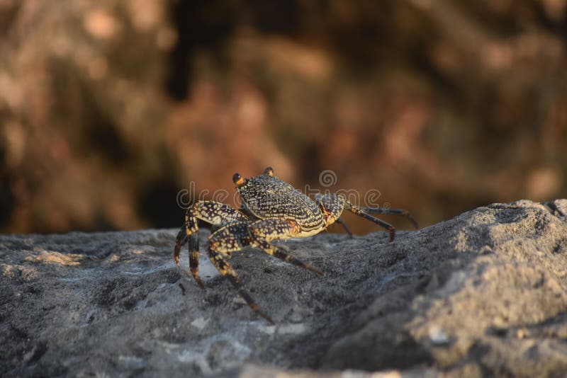 Live Sea Crab with a Great Pattern on Its Shell Stock Image - Image of ...
