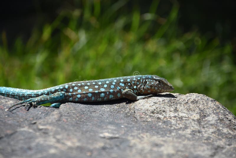 Terrific Spotted Blue Lizard on a Large Rock Stock Photo - Image of ...