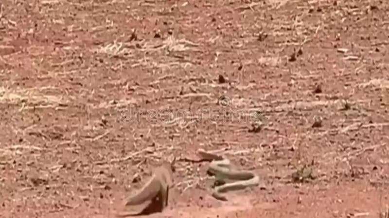 A Terrified Cobra Snake Frantically Slithers Away from a Mongoose ...