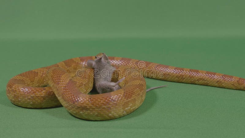Terrifying Hungry Serpent Devouring His Prey a Dead Mouse - Stock Video ...